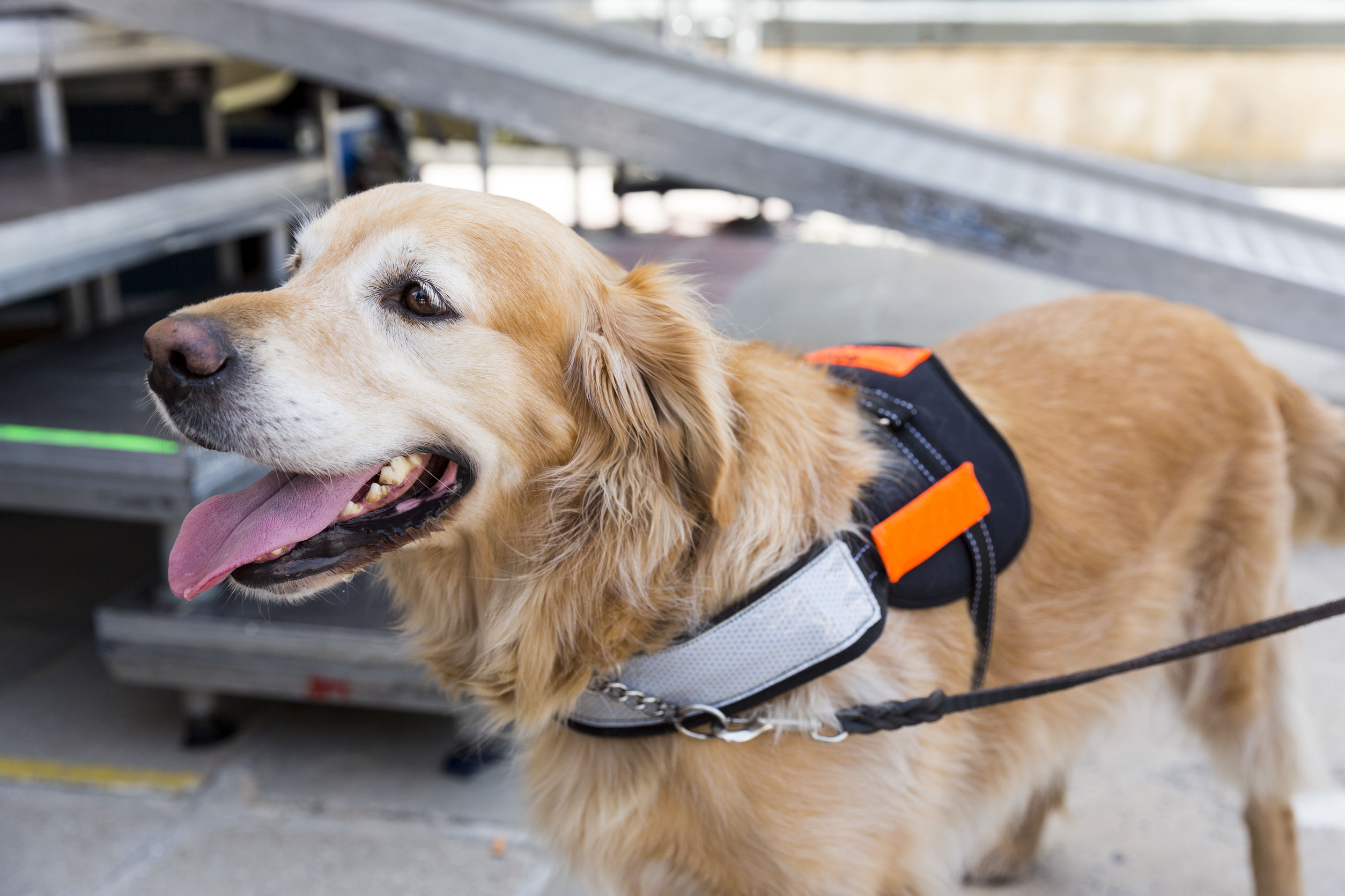 Is Service Dog Registration A Requirement Of The Law USA Service Dogs